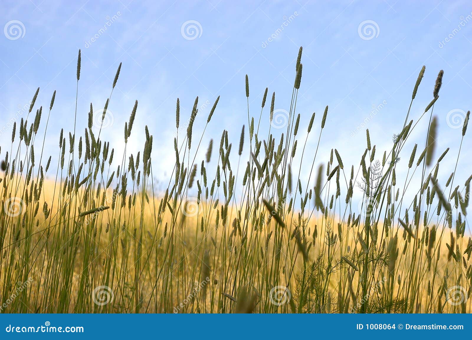 Wild grasses stock photo. Image of weeds, grasses, golden - 1008064