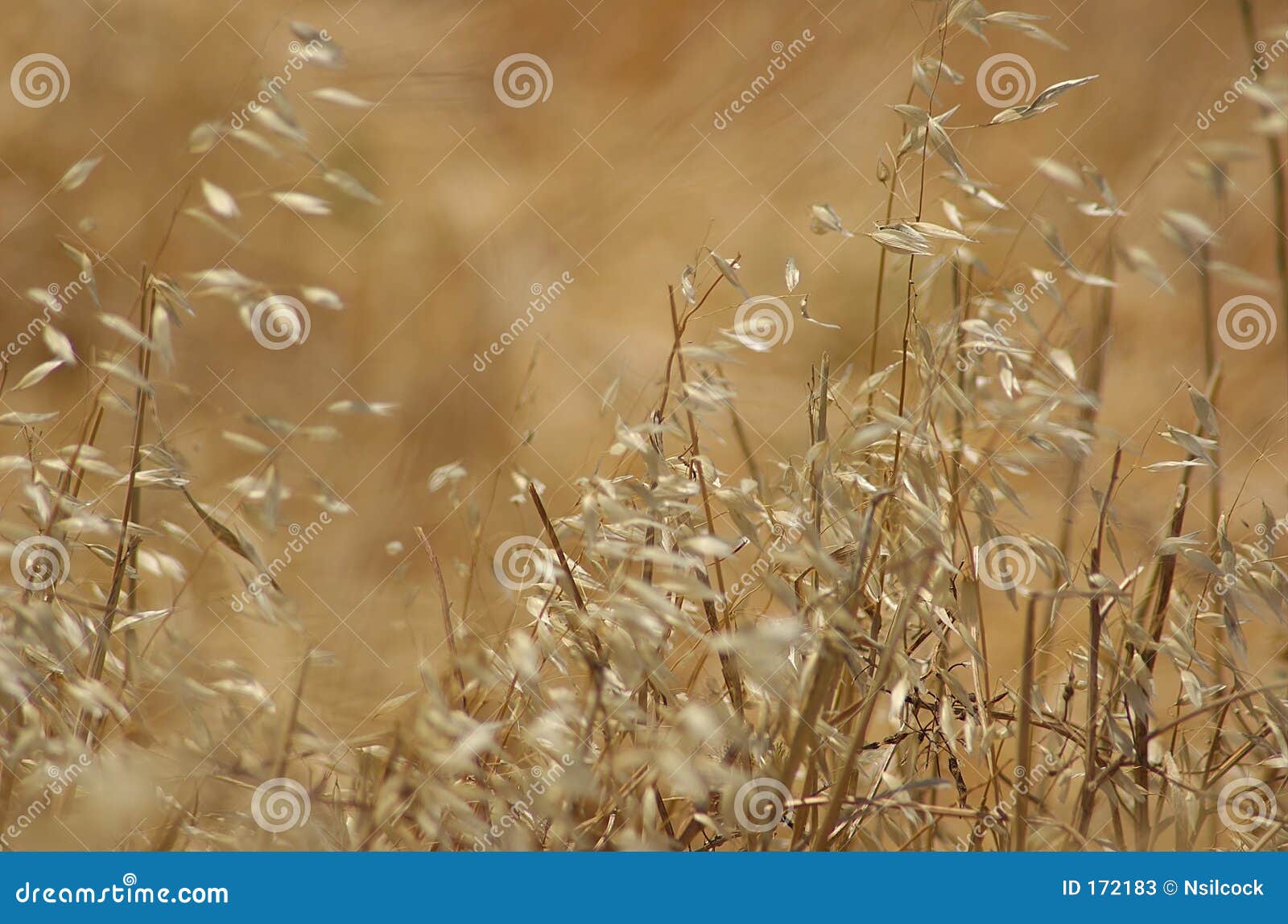 Wild Grasses stock image. Image of grasses, bright, wind - 172183