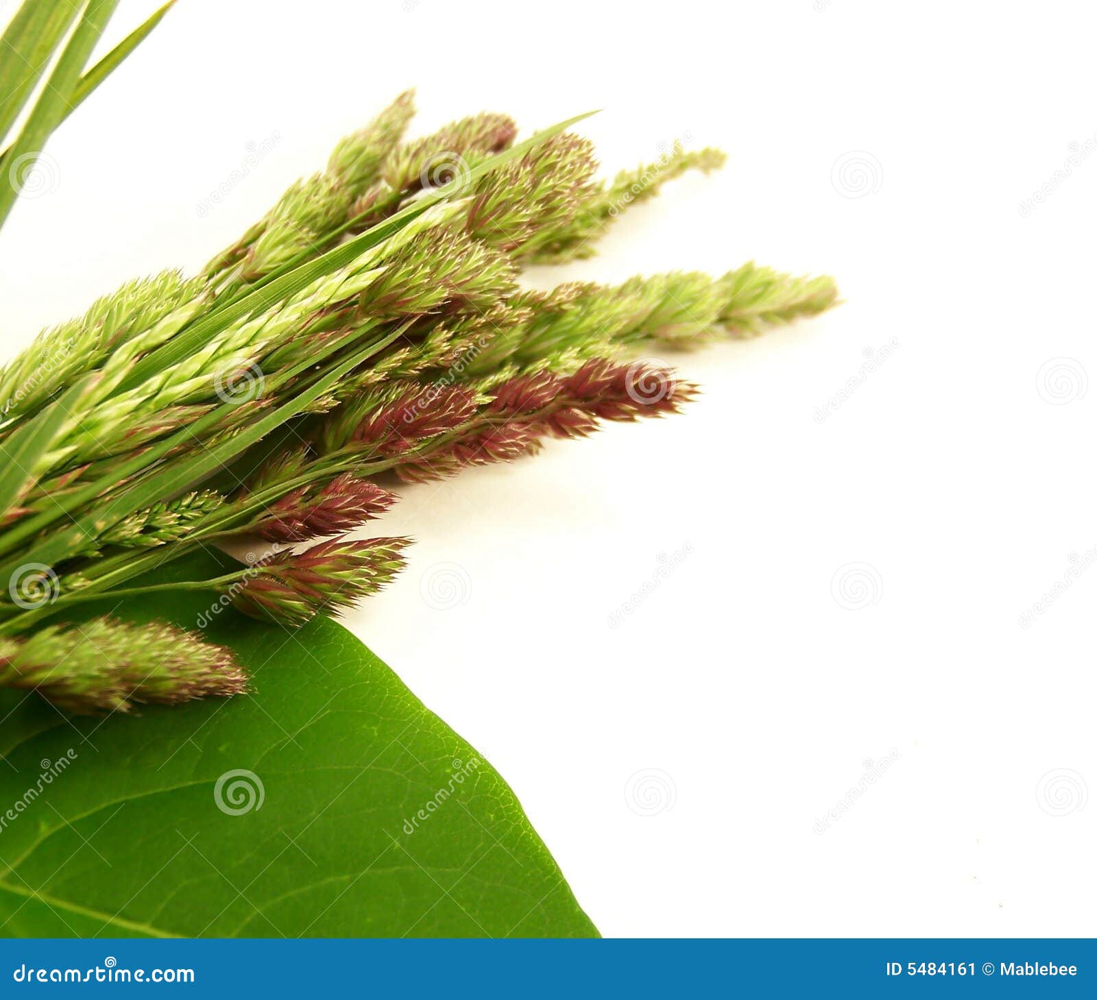 Wild Grasses stock image. Image of seed, bundle, grasses - 5484161