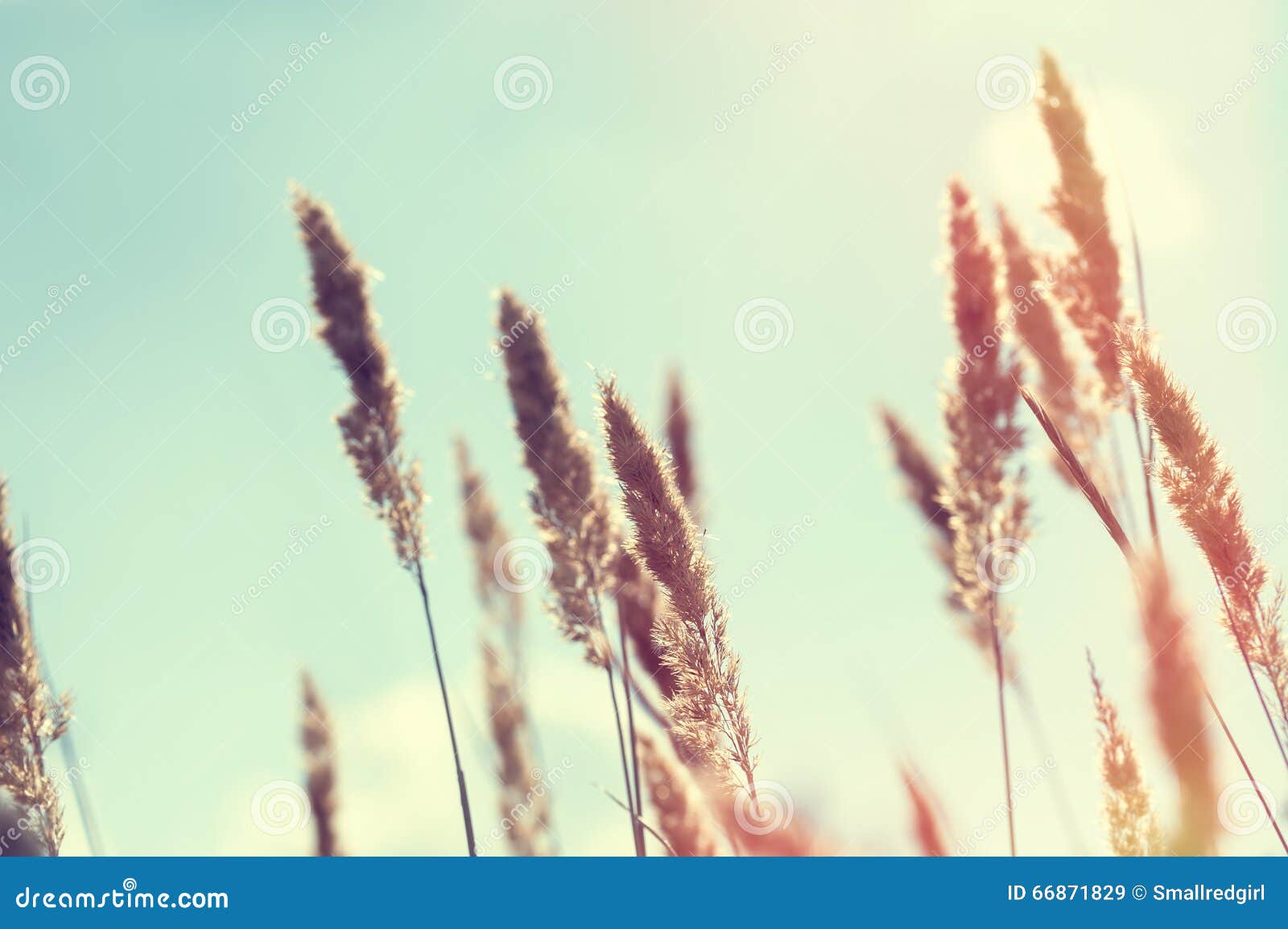 Wild Grasses in a Field at Sunset Stock Image - Image of fall, meadow ...