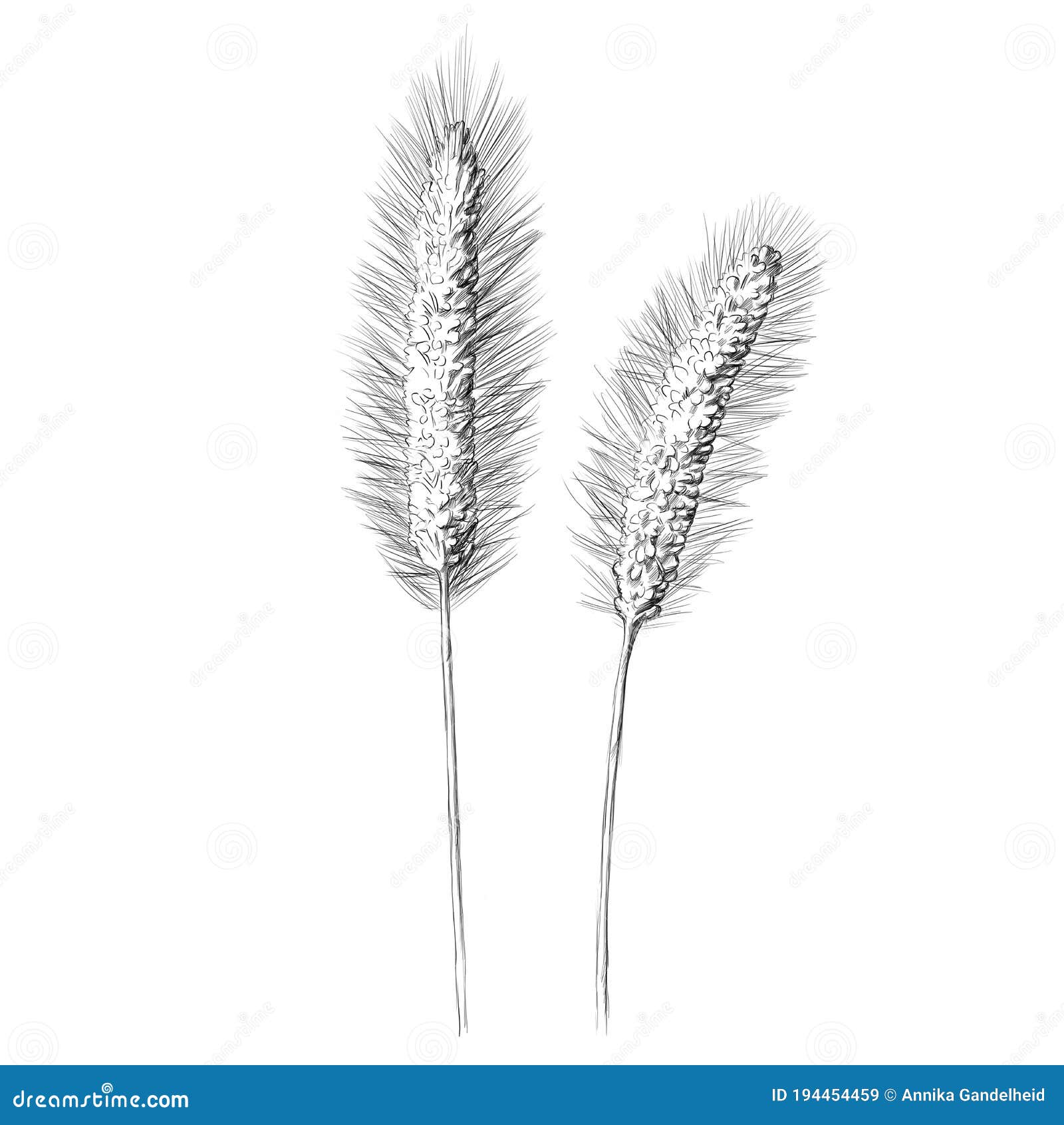 Illustrated wild grasses stock illustration. Illustration of blossom ...