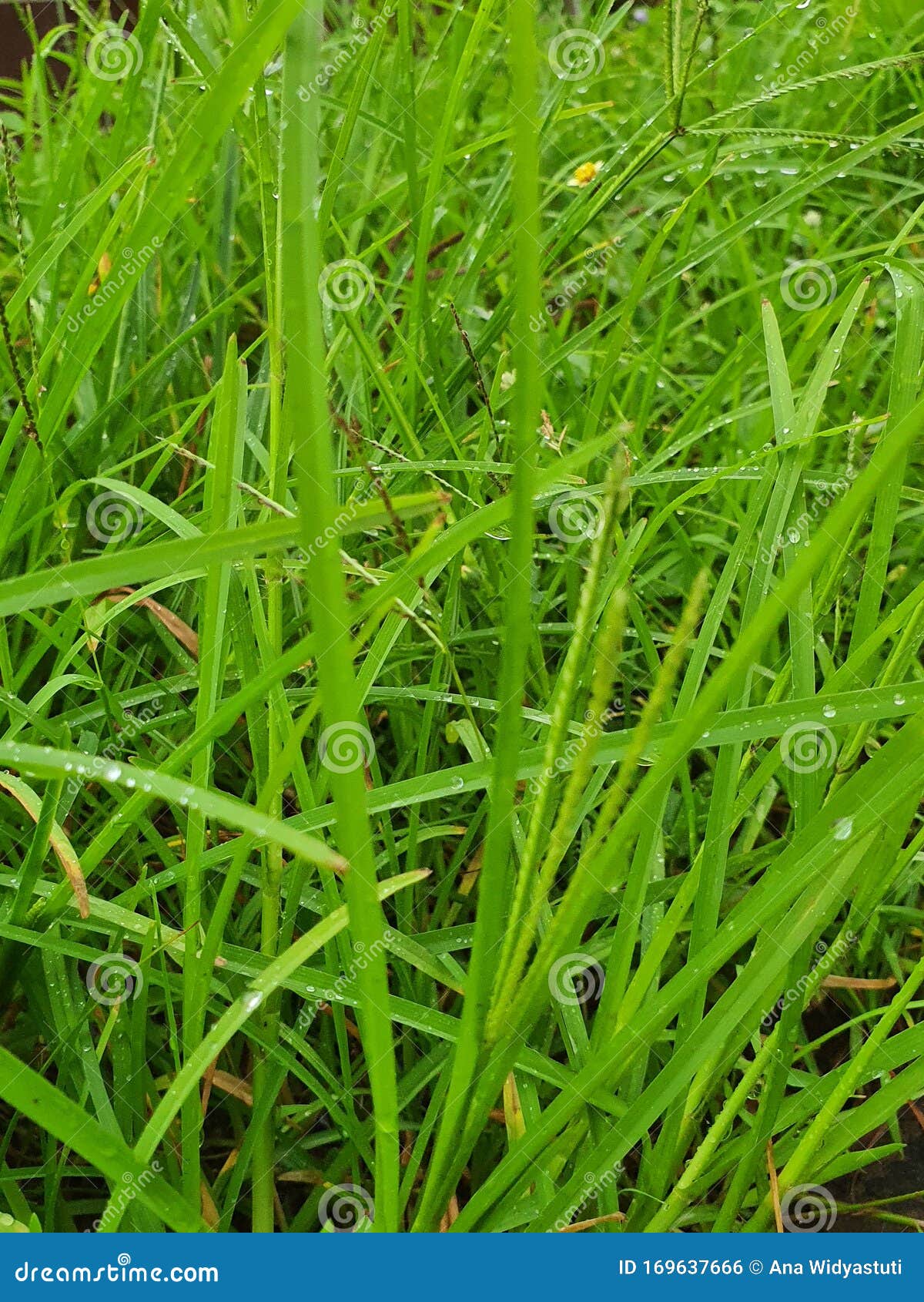 Wild grasses in side road stock photo. Image of fresh - 169637666