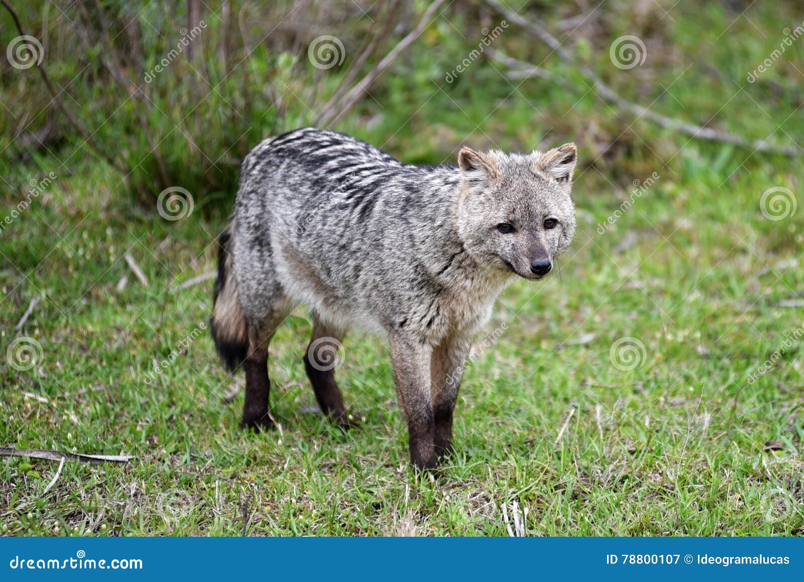 Wild gray fox on the grass stock image. Image of grass - 78800107