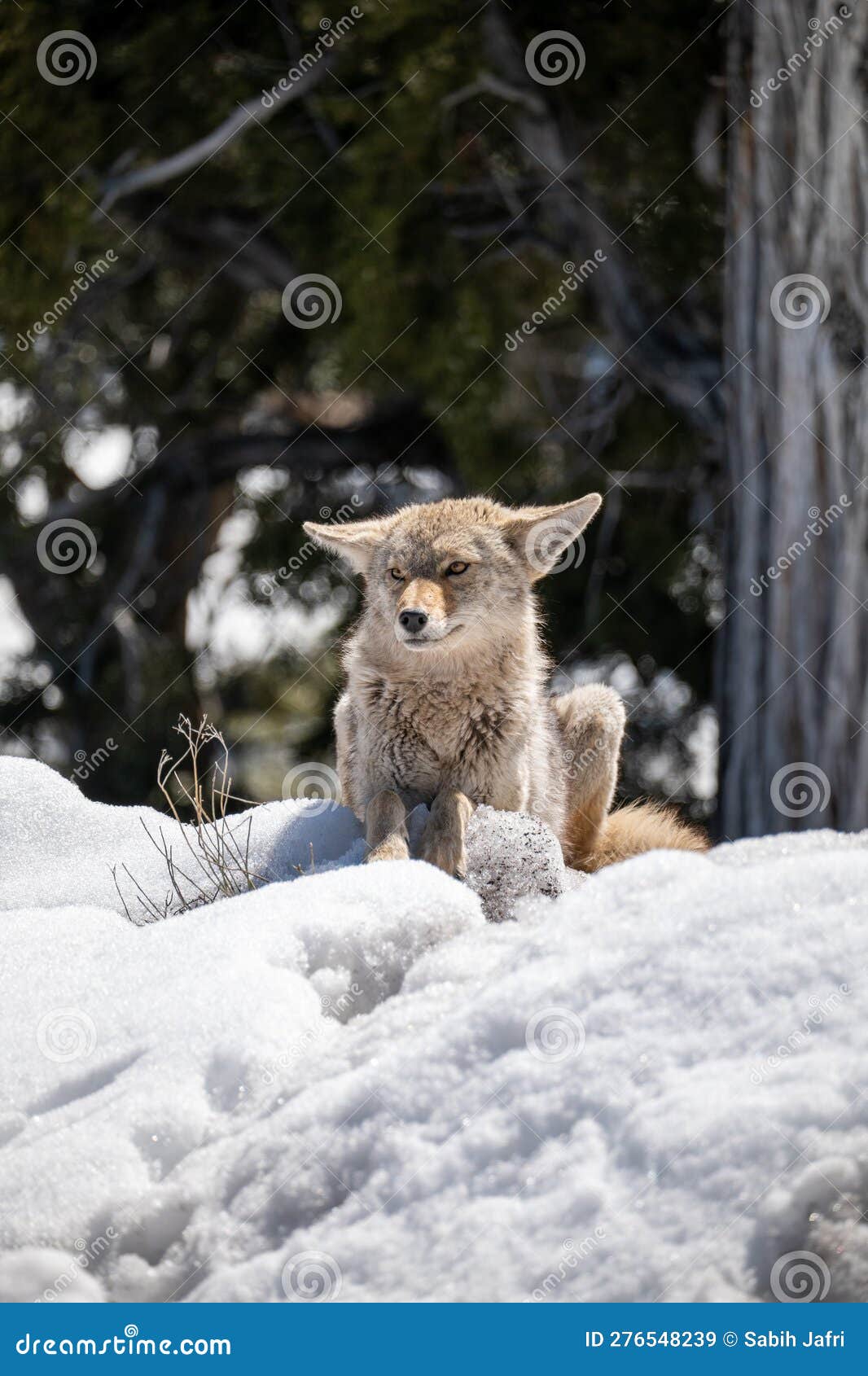 Wild Gray Fox in the Winter with Snow Stock Image - Image of grand ...
