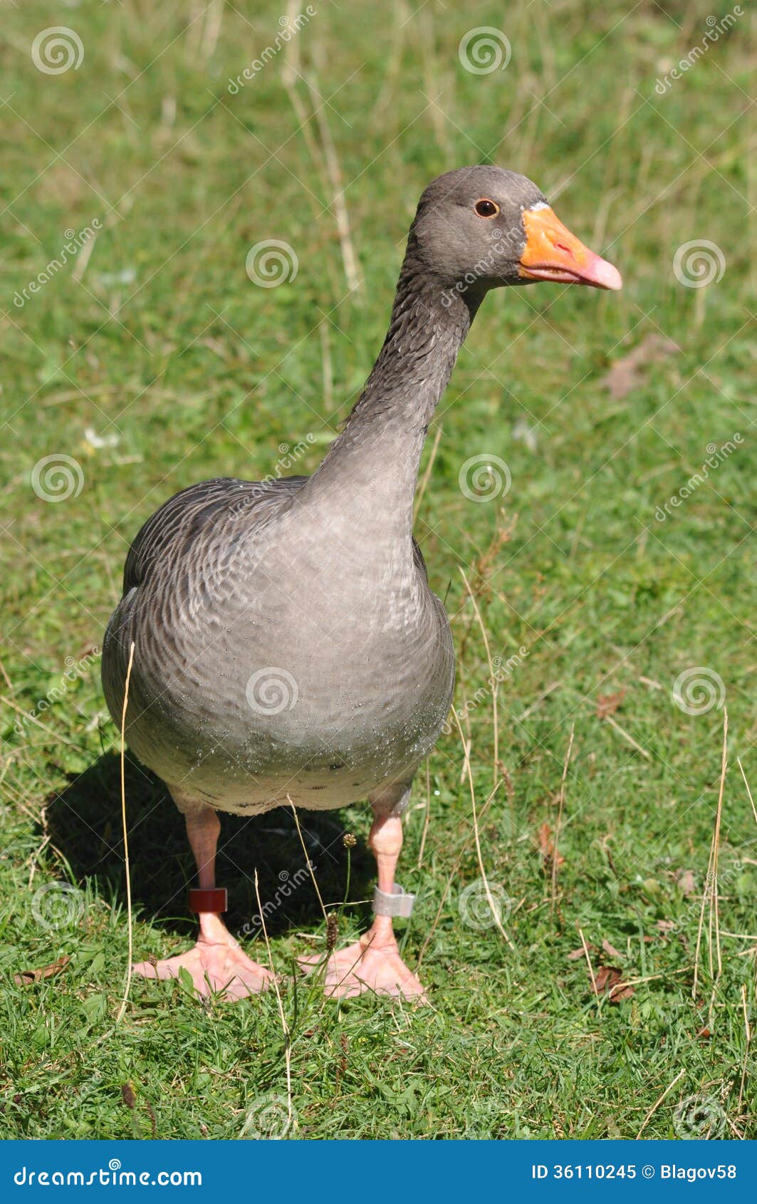 Wild Gray Goose stock image. Image of lawn, goose, curious - 36110245