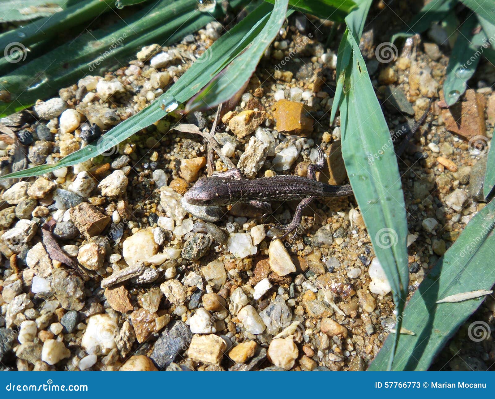 Wild Gray Lizard on the Little Stones Stock Image - Image of body ...