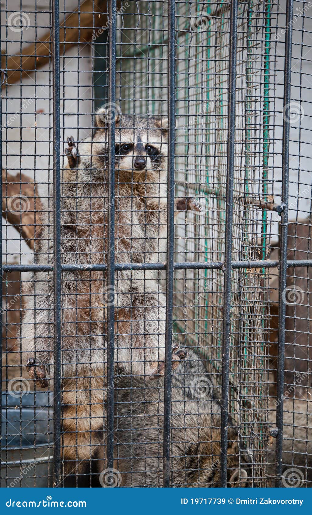 Wild Gray Raccoon Locked Up In A Black Box Stock Image - Image of ...