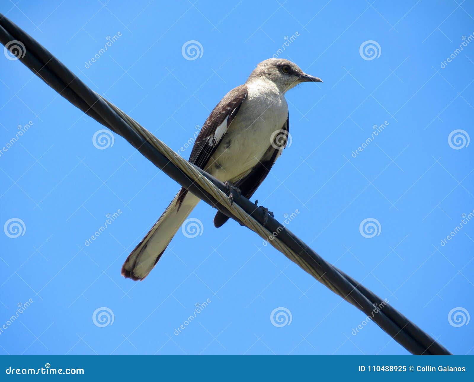 Wild Gray Thrasher on a Cable Wire. Stock Image - Image of feathers ...