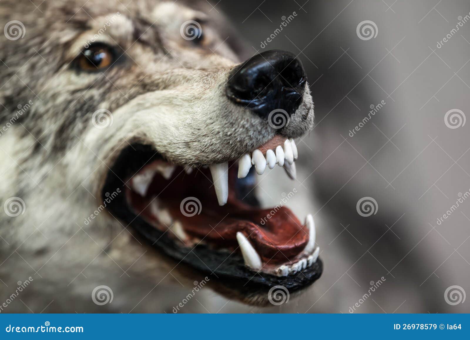 Gnarly Grey Wolf Snarling