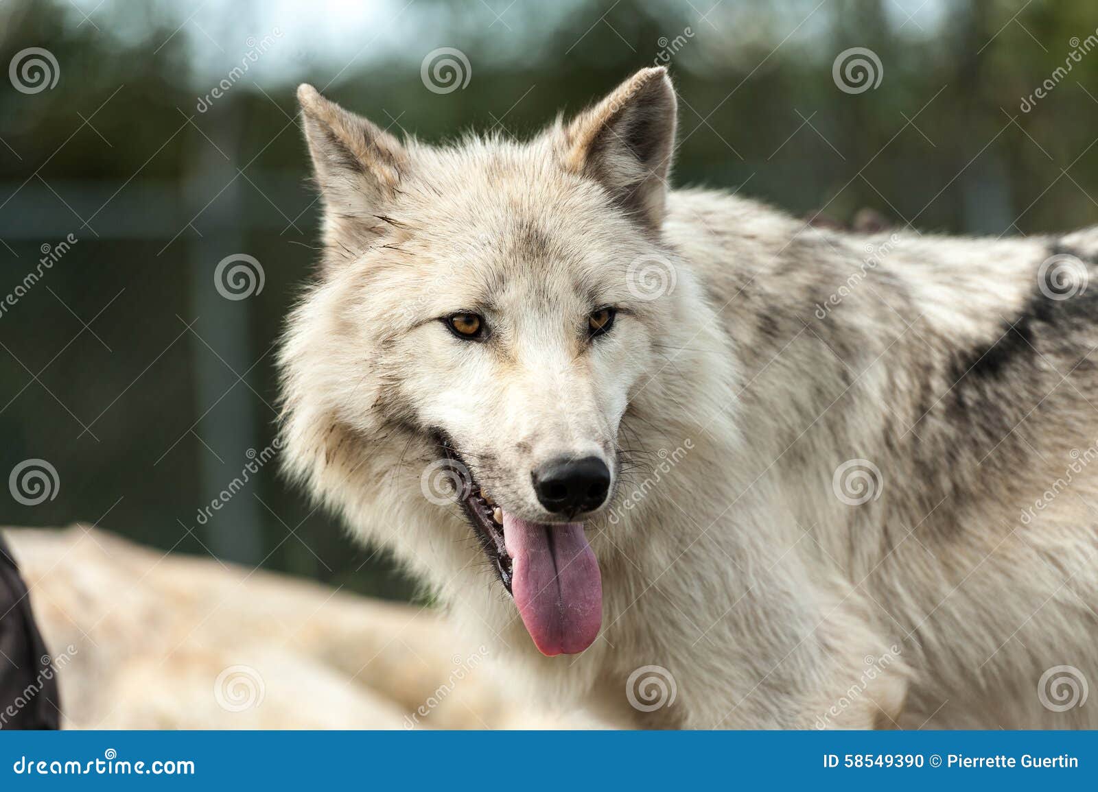 Wild gray wolf closeup stock photo. Image of outdoors - 58549390