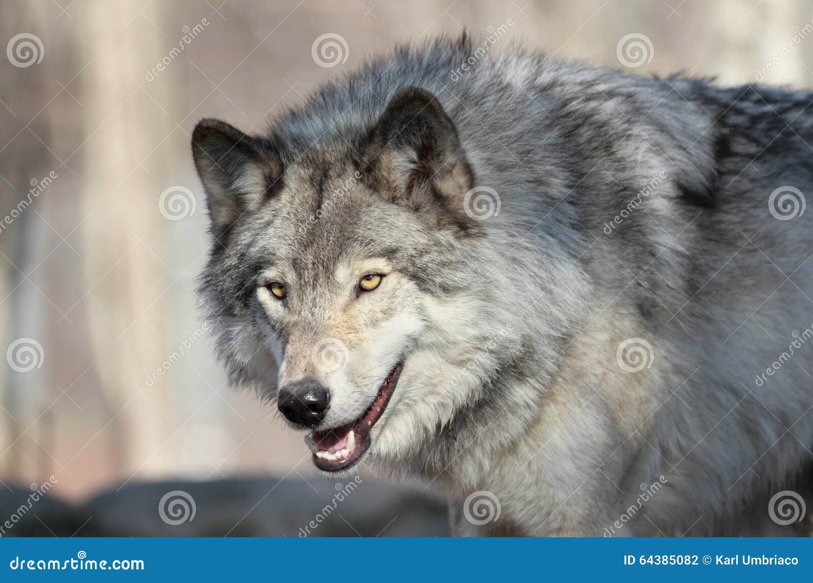 Wild gray wolf stock photo. Image of beauty, power, wildlife - 64385082