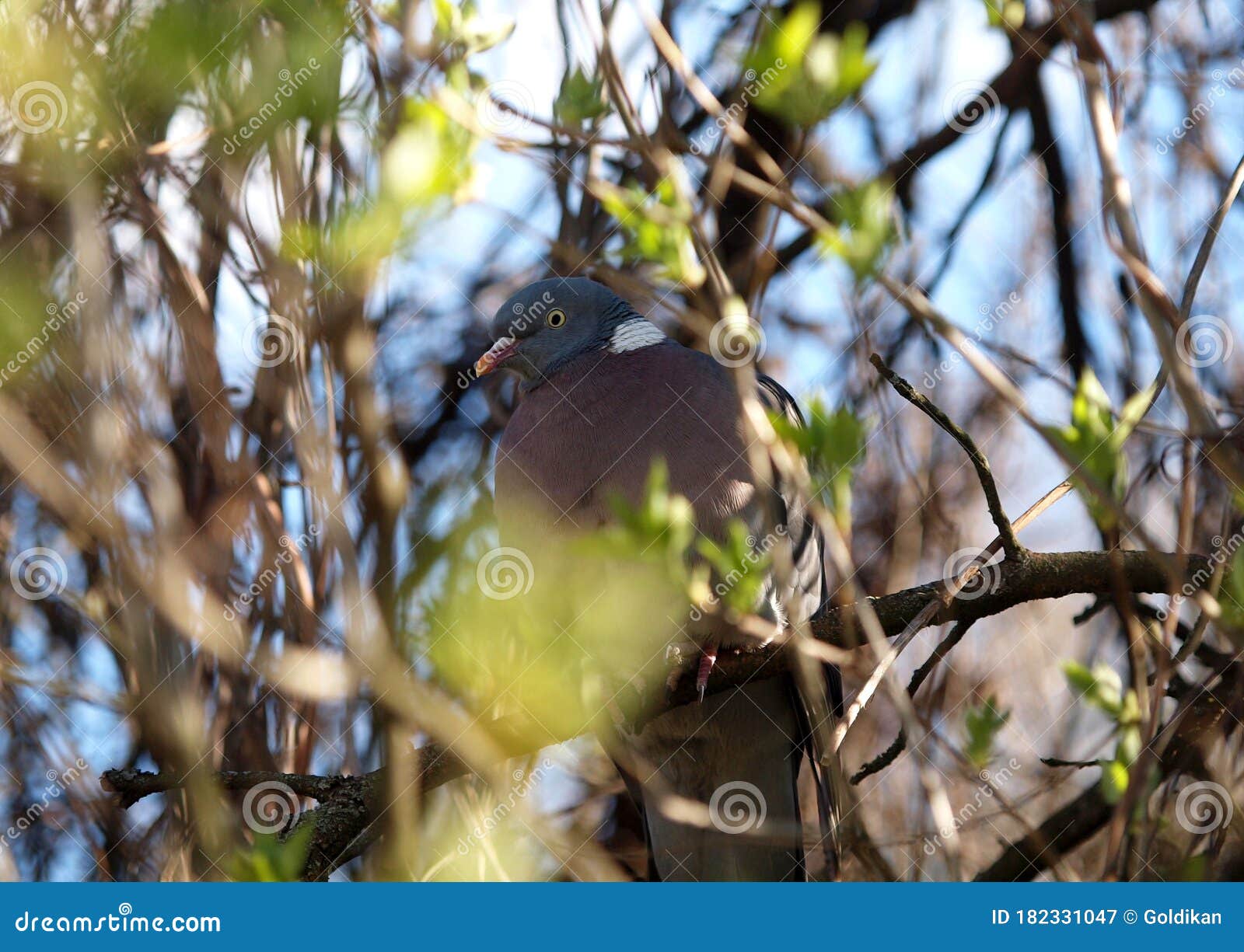 Wood Pigeon in Tree Branches Stock Image - Image of outdoor, branch ...