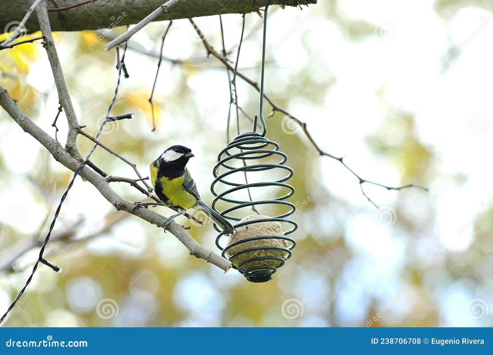 Wild Great Titmouse Parus Major Hovering Around a Fat Ball Hanging from ...