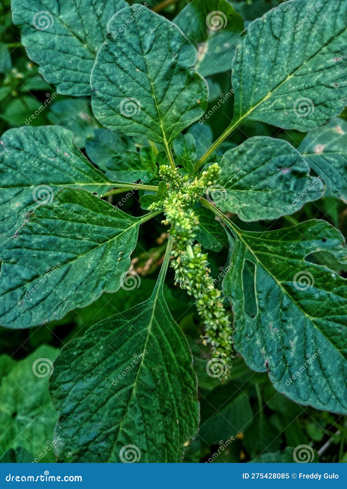 A Wild Green yet Beautiful Leafy Spinach that Has Flowered Up Close ...