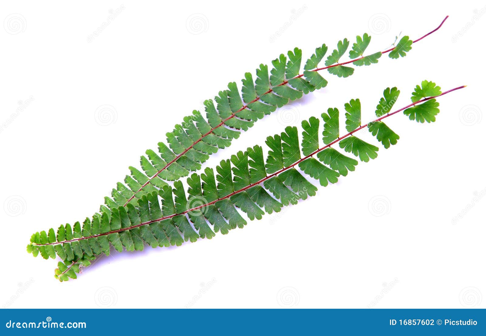 Wild green fern stock photo. Image of plant, fern, green - 16857602