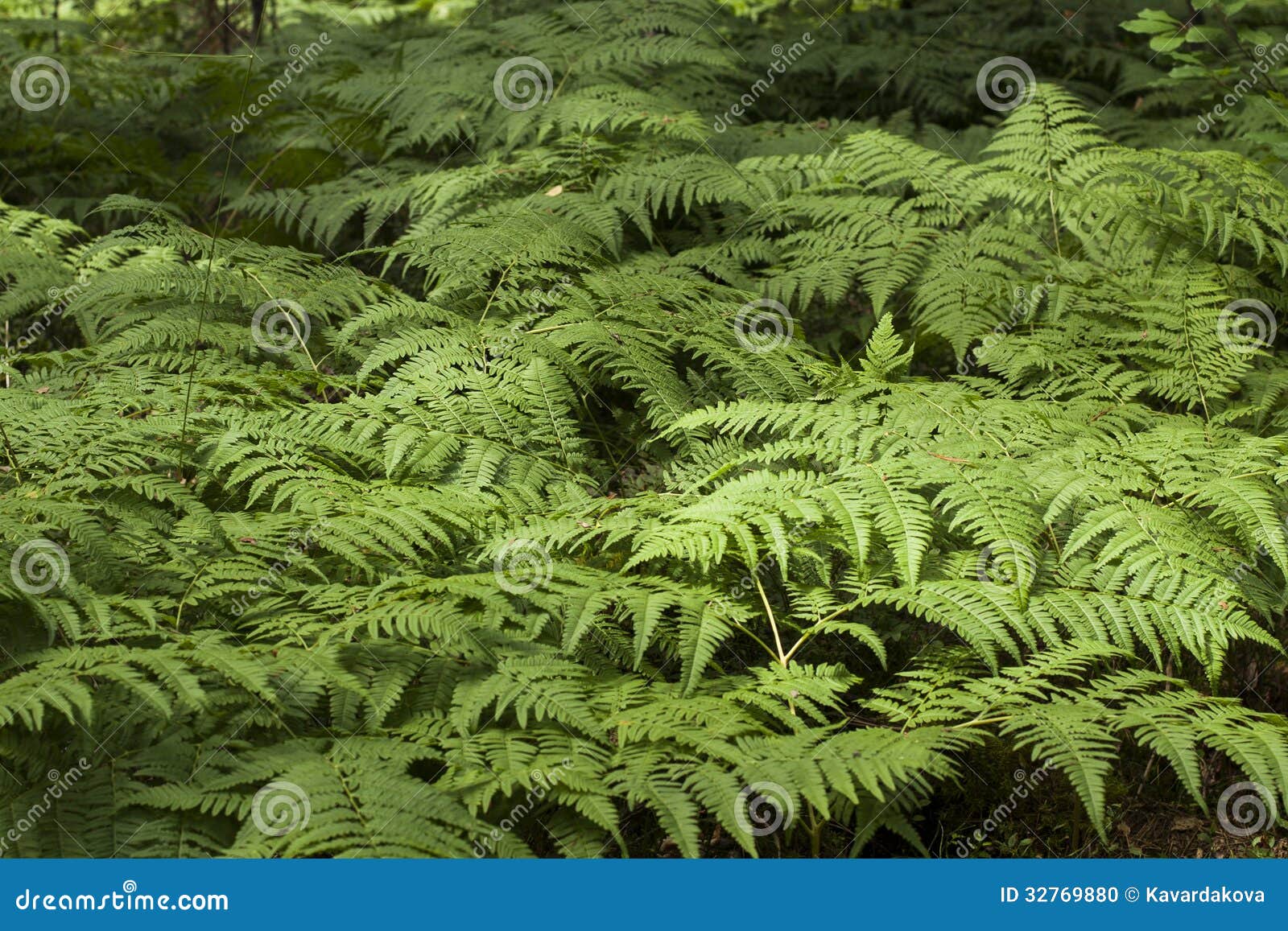 Wild Green Ferns in the Forest Stock Photo - Image of leaf, nature ...