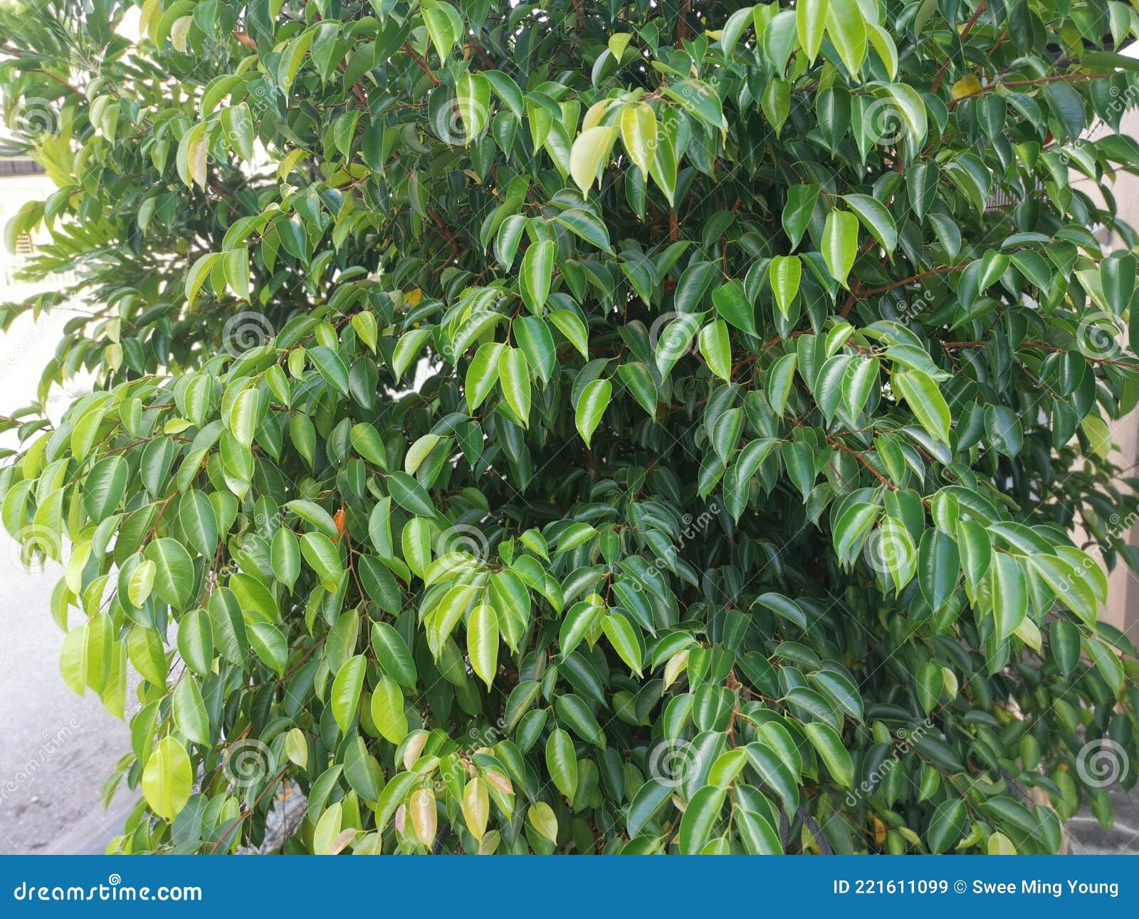 Wild Green Ficus Benjamina Growing by the Roadside Stock Image - Image ...