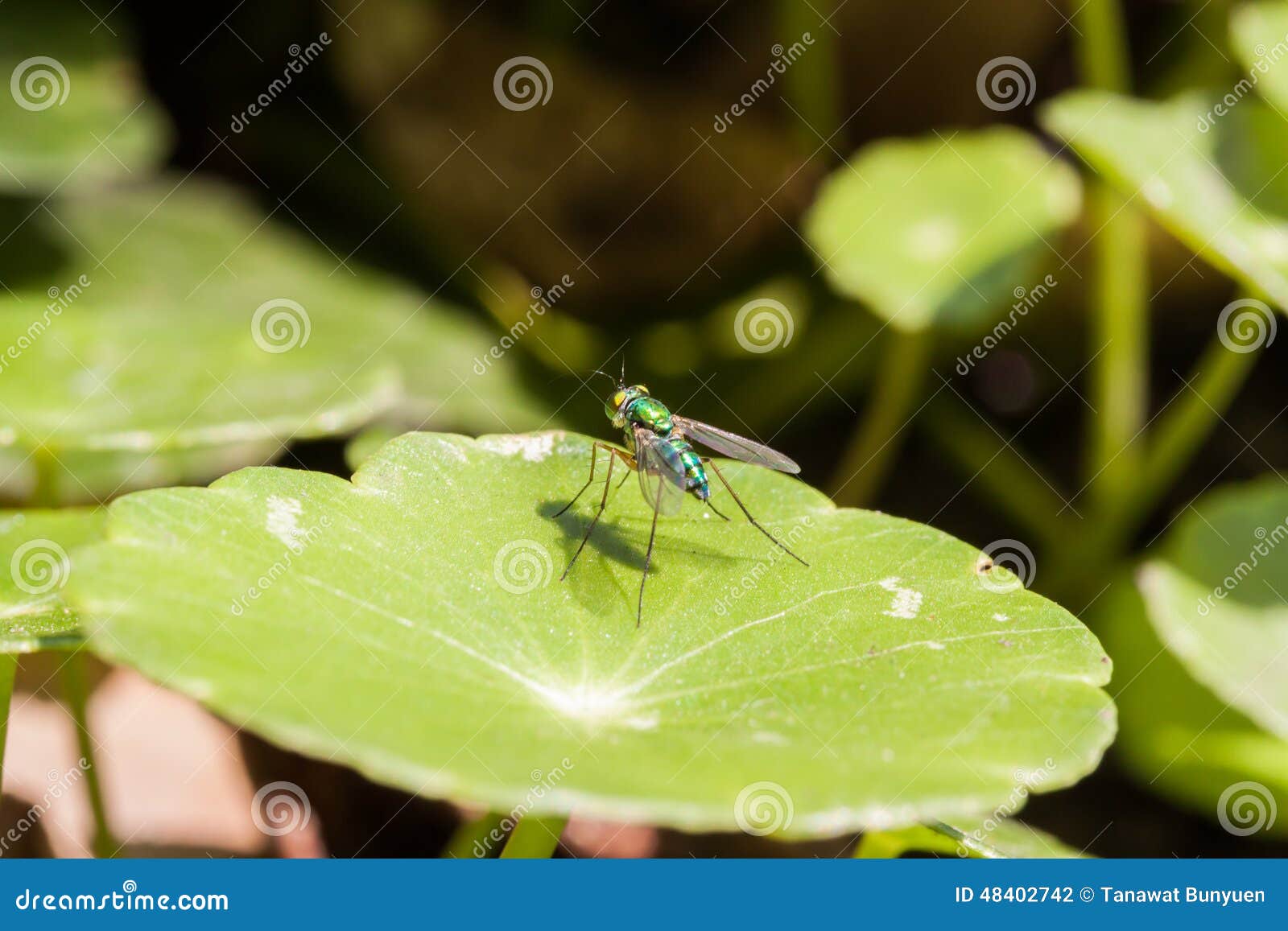 Wild green flies stock photo. Image of tiny, small, invertebrate - 48402742