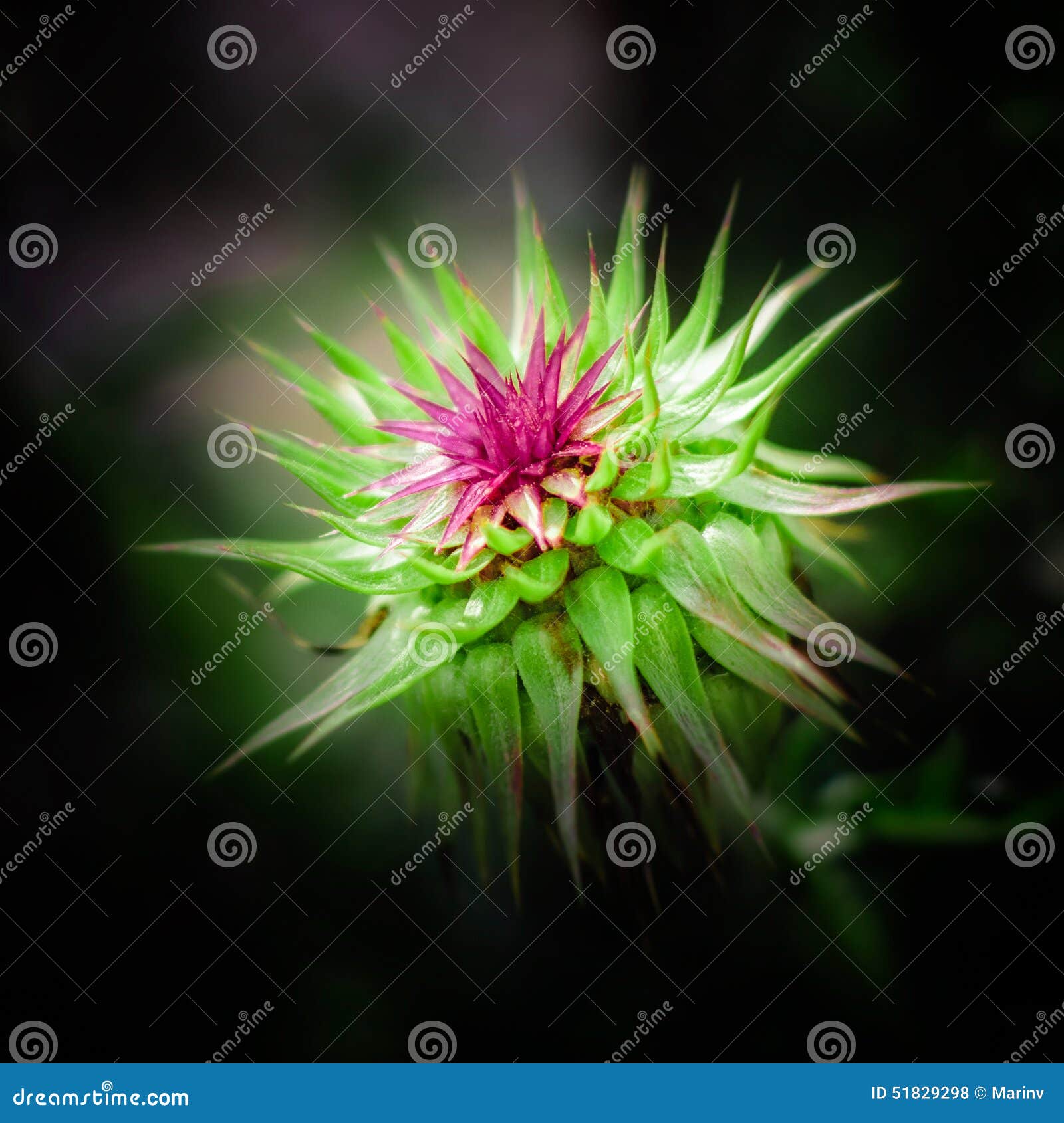Wild Green Flower Grows in Nature in the Woods Stock Photo - Image of ...