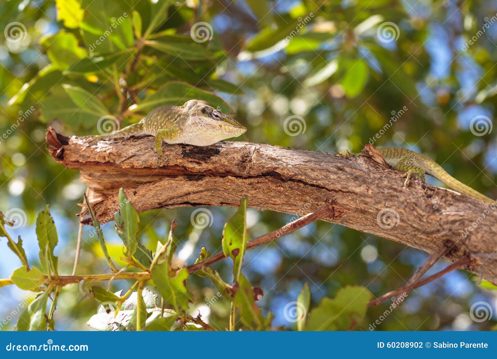 Wild green Gecko stock photo. Image of blanco, wild, tree - 60208902