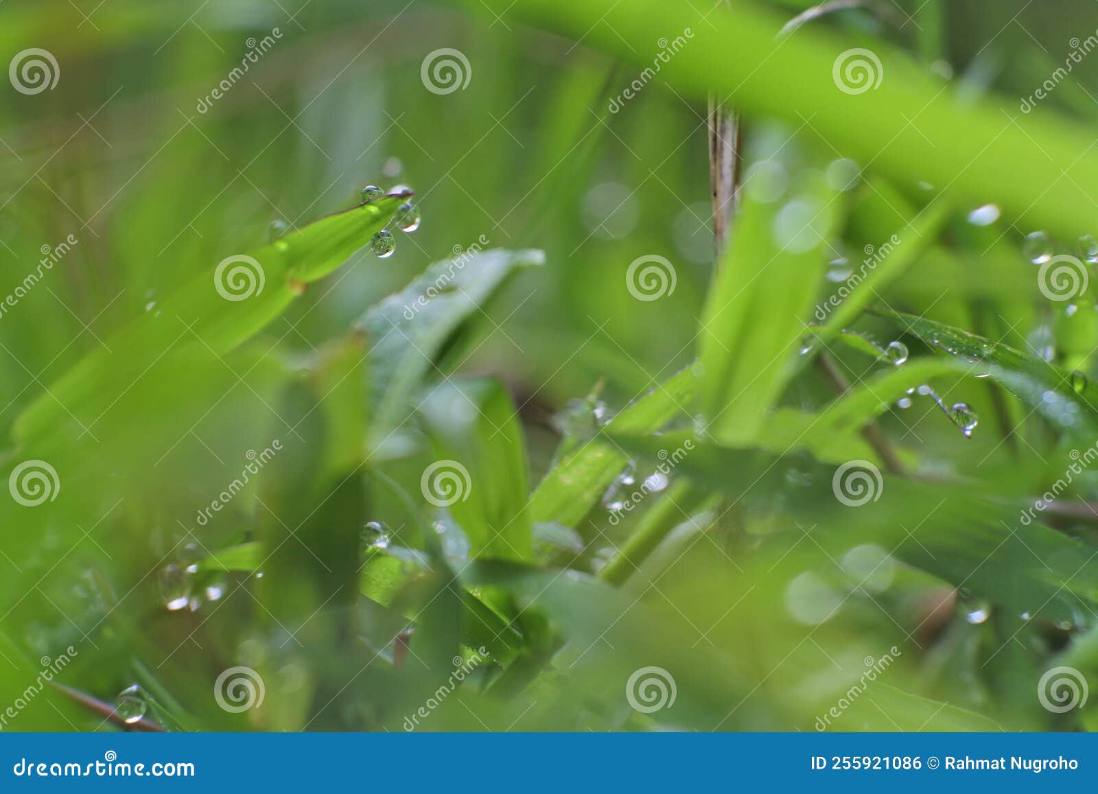 Wild Green Grass in the Forest Stock Photo - Image of foliage, garden ...