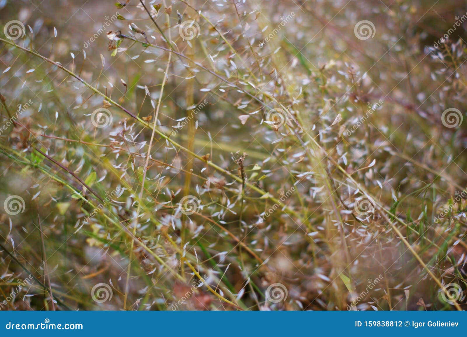 Wild Green Grass Texture As Background Image Stock Photo - Image of ...