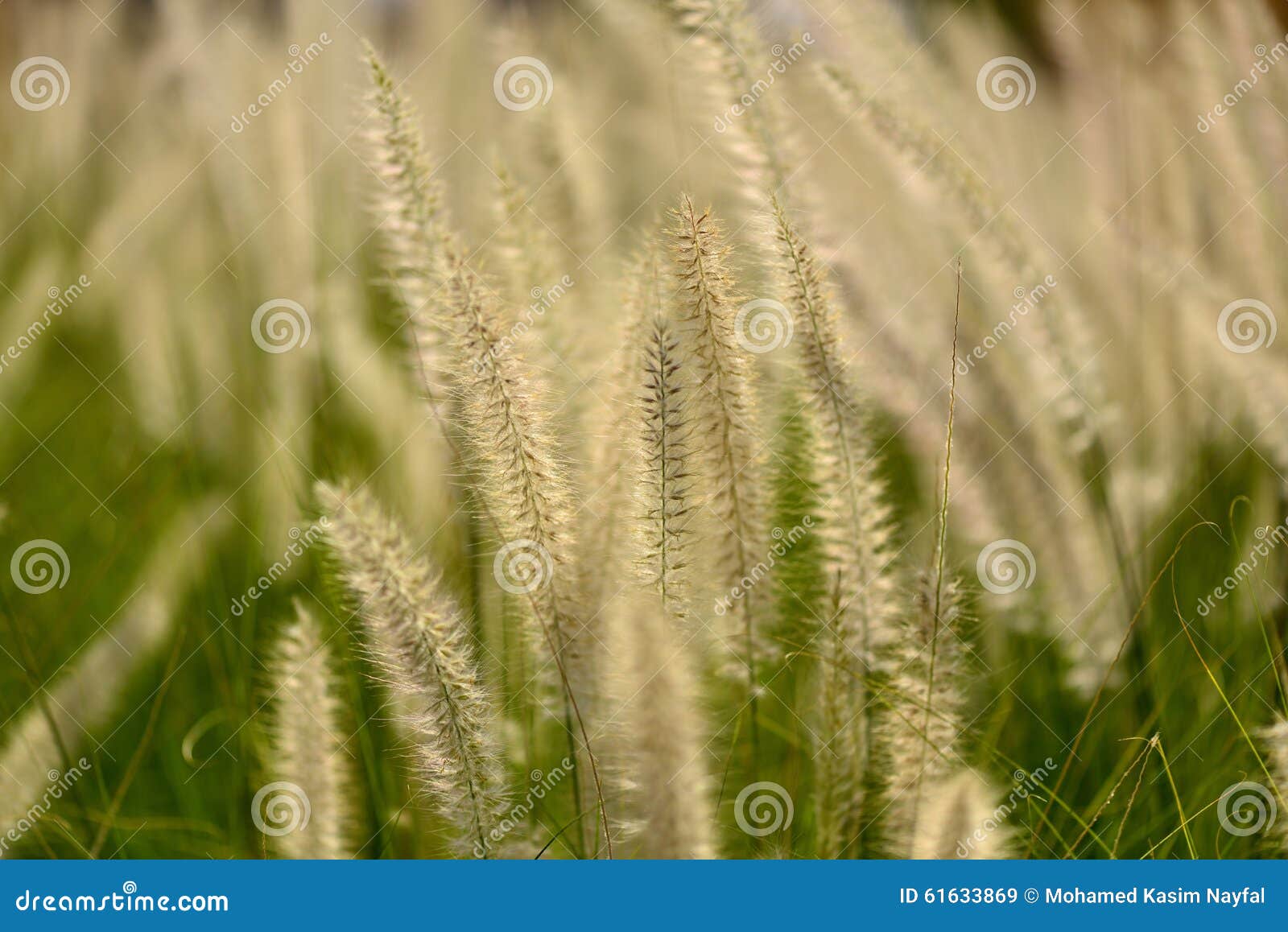 Wild Green Grass Weed Background Stock Image - Image of ecology, flower ...