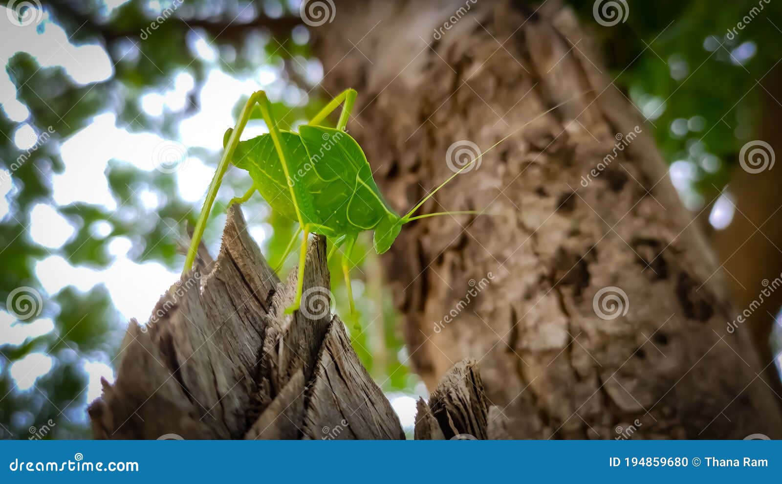 A Beautiful Green Insect on the Tree Trunk Stock Photo - Image of ...