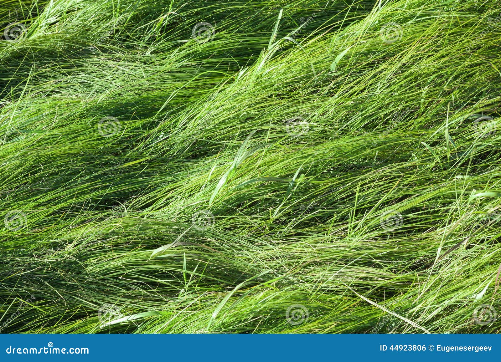Tall Grass Texture