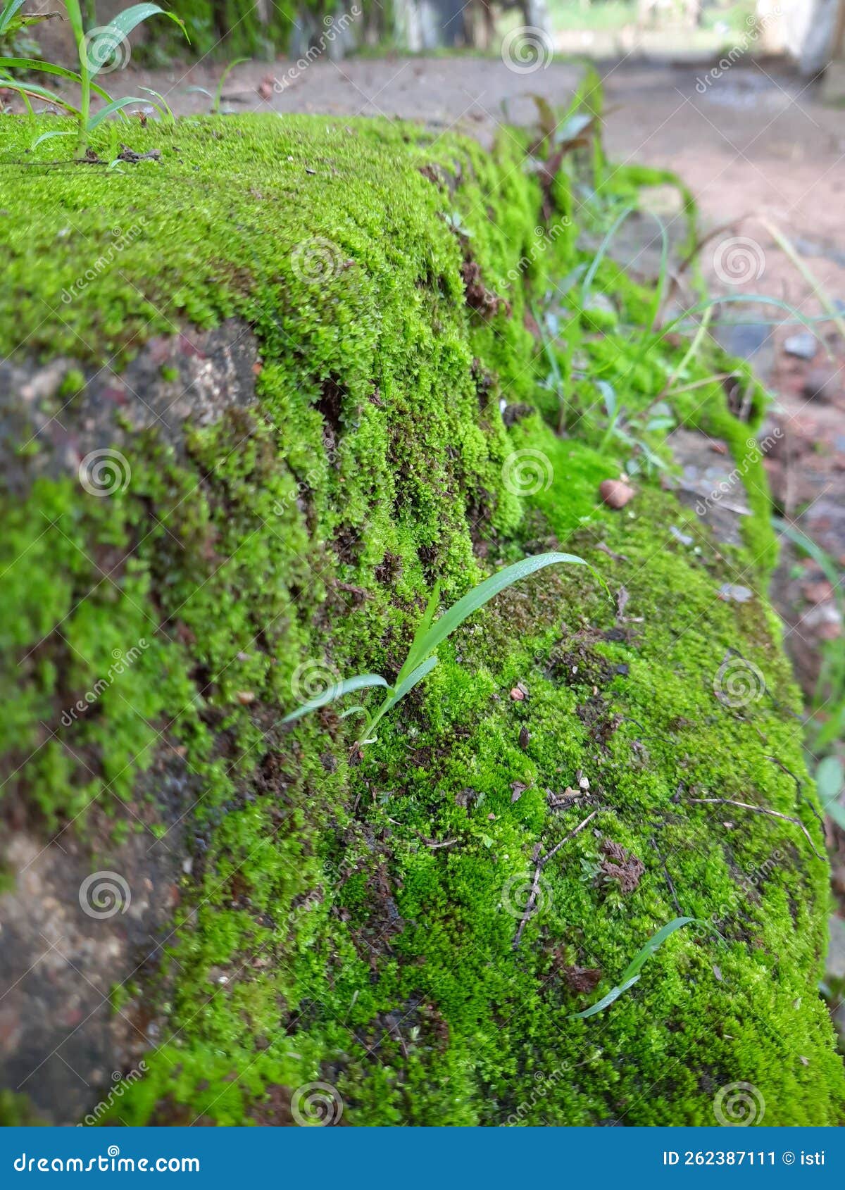 Wild Green Moss that Thrives on the Ground Stock Image - Image of wild ...