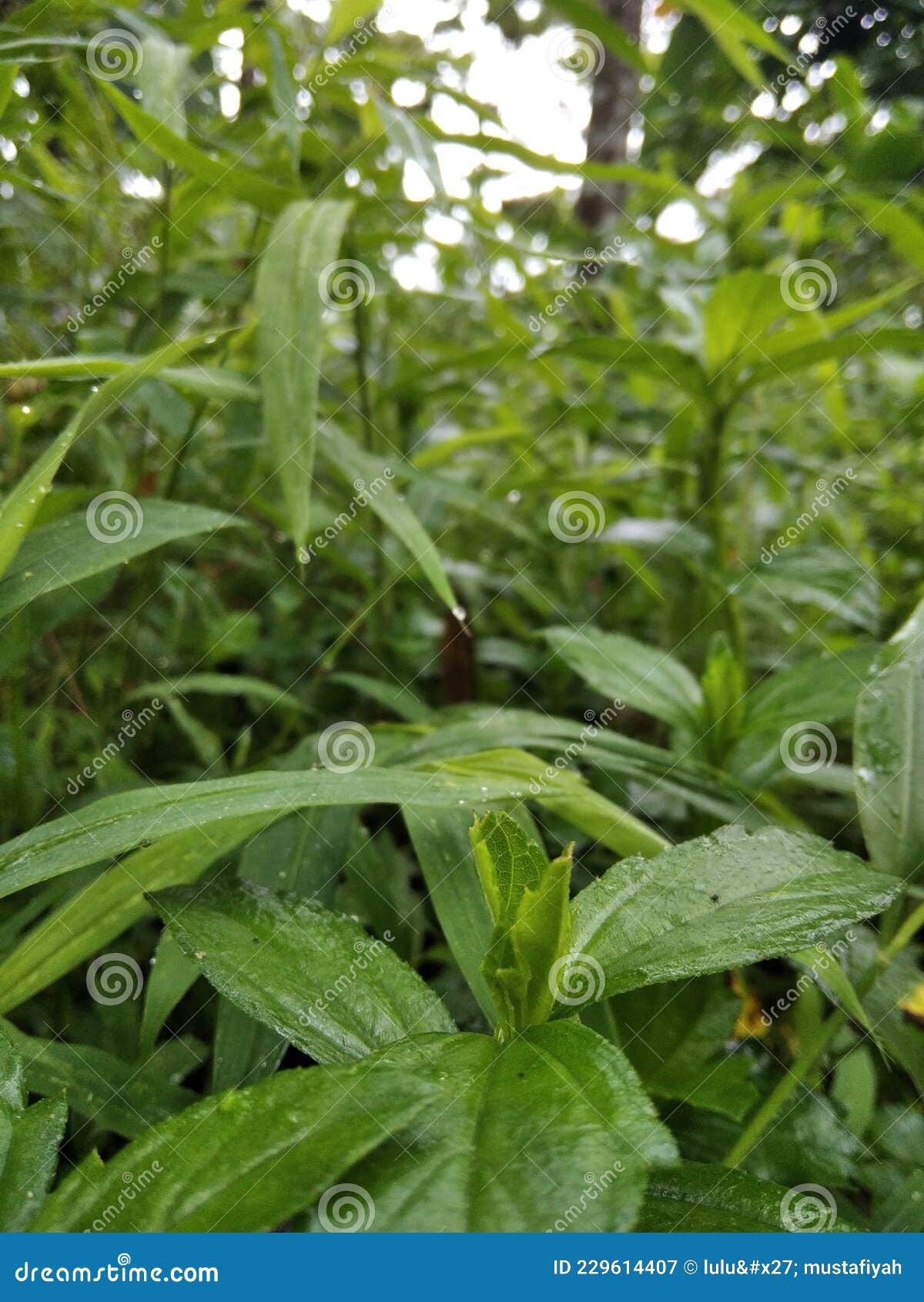 Wild Green Plants in the Forest Stock Image - Image of fruit, herb ...
