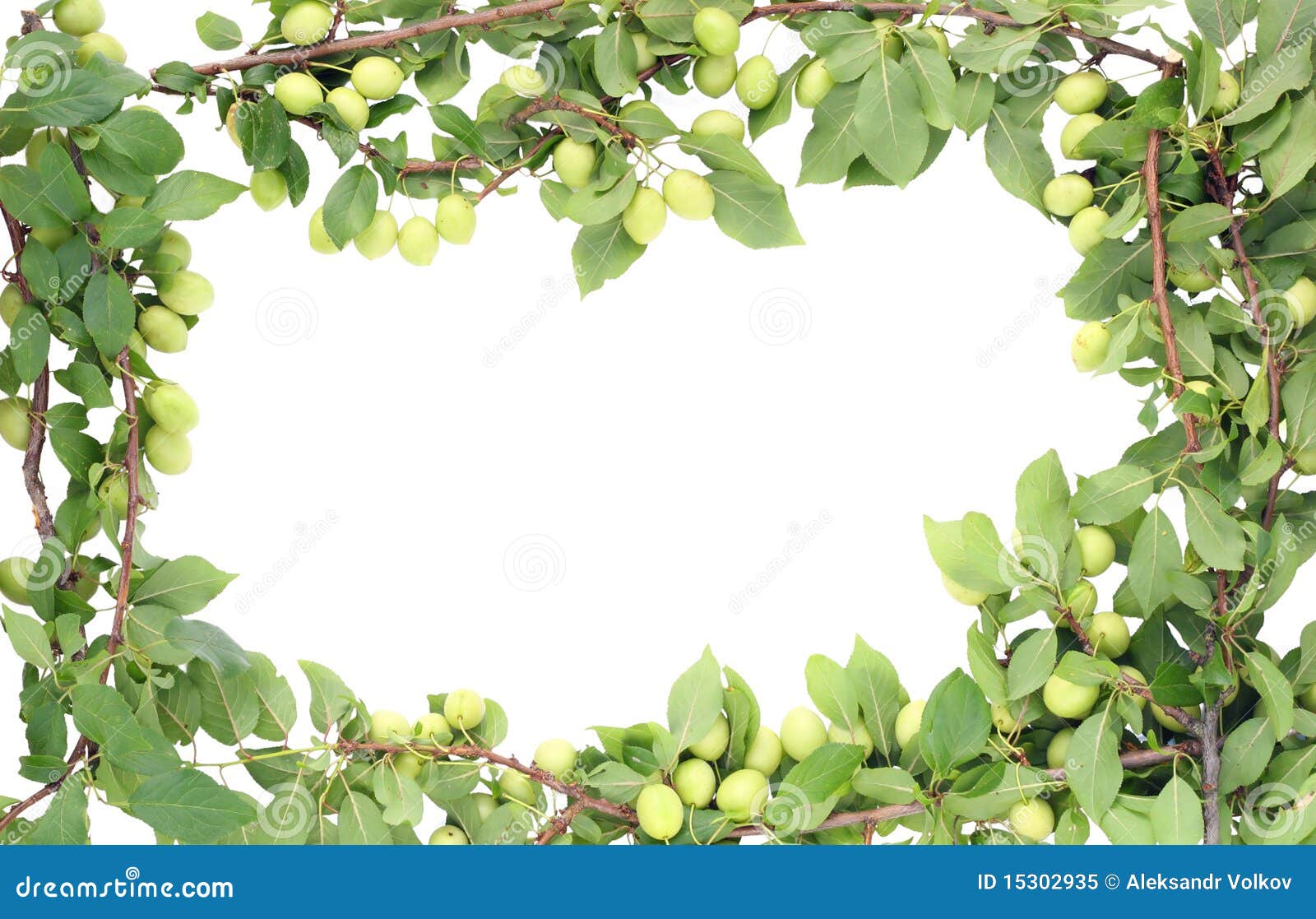 Wild green plums frame stock image. Image of background - 15302935
