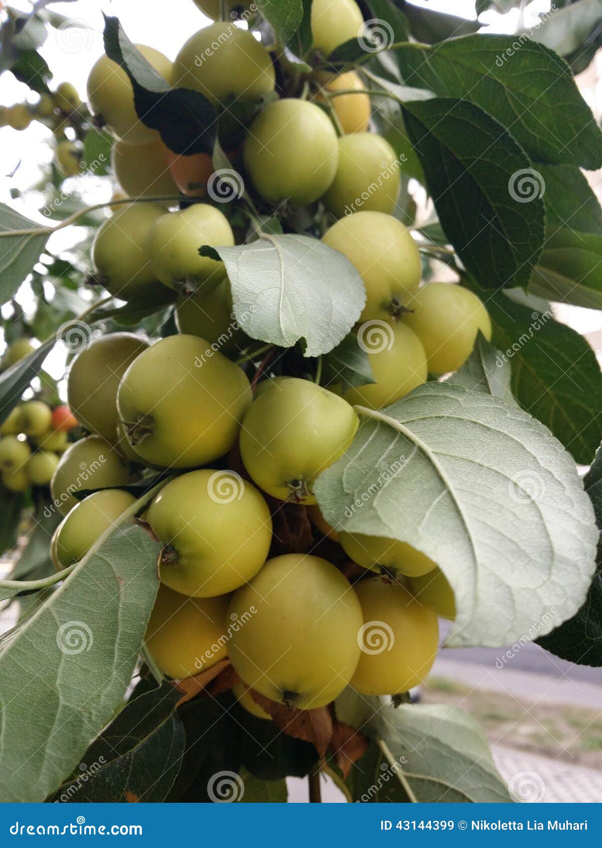 Wild Green Quince on the Tree Stock Image - Image of tree, plant: 43144399