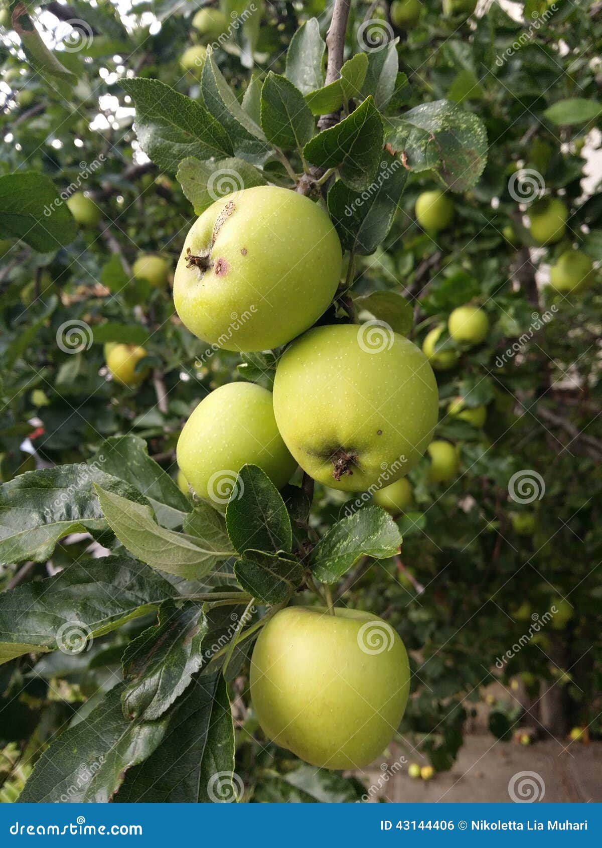 Wild Green Quince on the Tree Stock Photo - Image of produce, apple ...