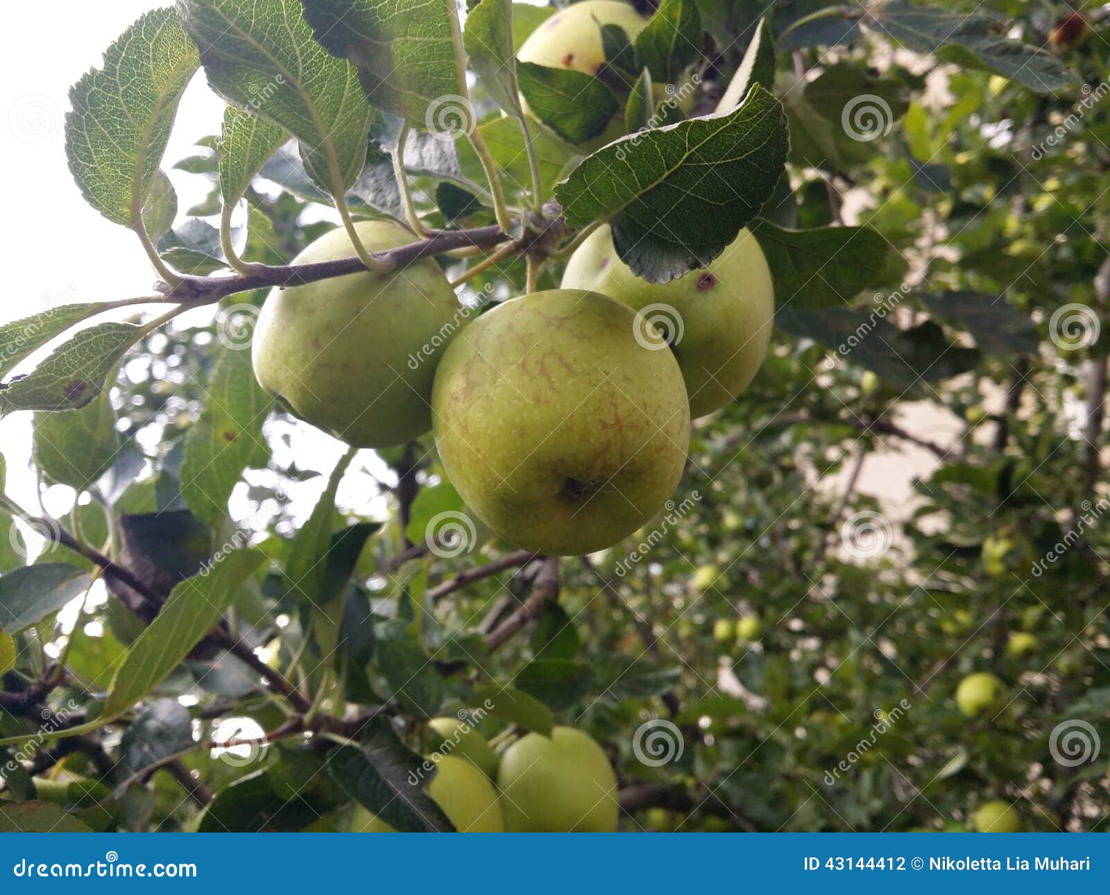 Wild Green Quince on the Tree Stock Photo - Image of branch, wild: 43144412