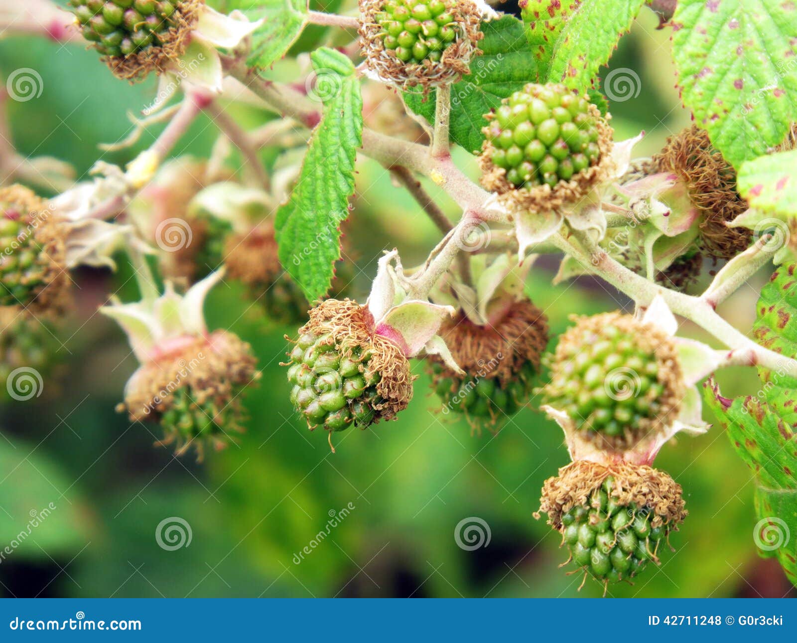 Wild Green Raspberries stock photo. Image of family, genus - 42711248