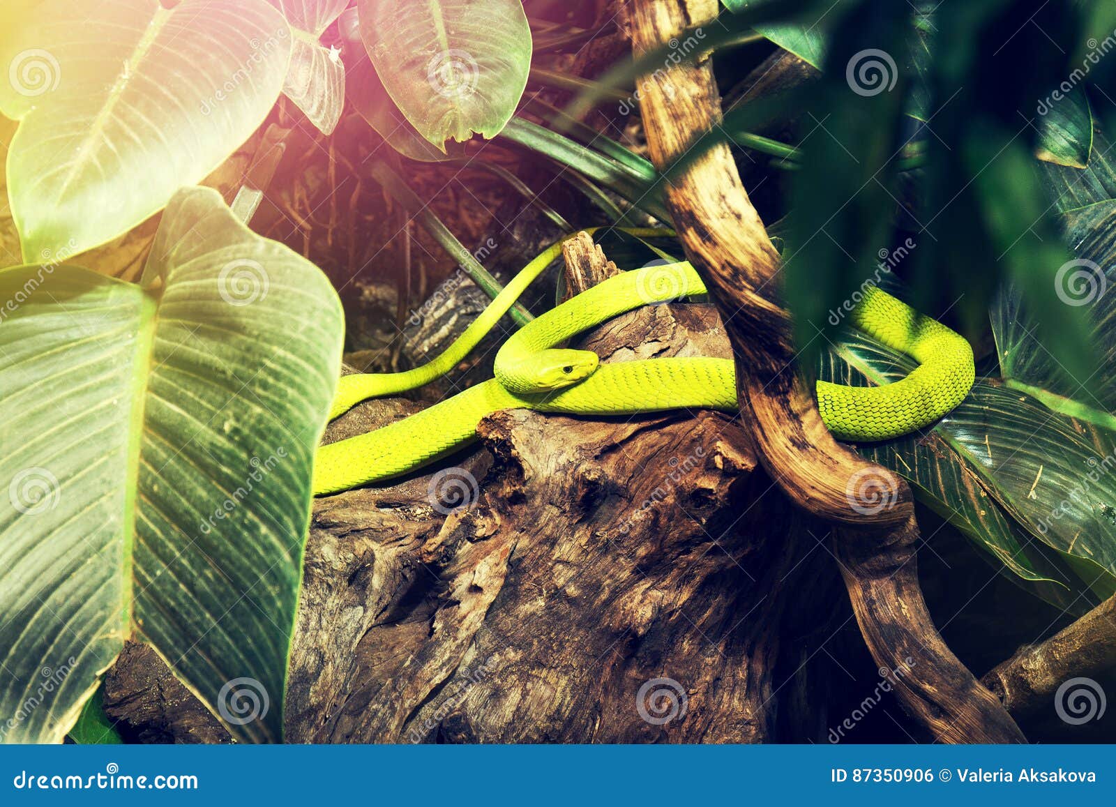 Wild Green Snake in Wild Nature Forest Jungle. Horizontal. Stock Photo ...