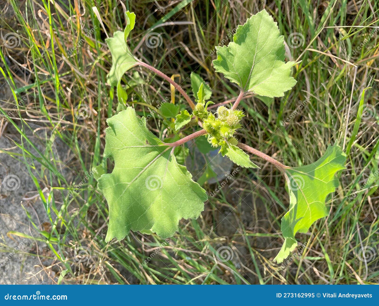 Wild Green Thorns in Grass Under Sunlight Stock Image - Image of grass ...