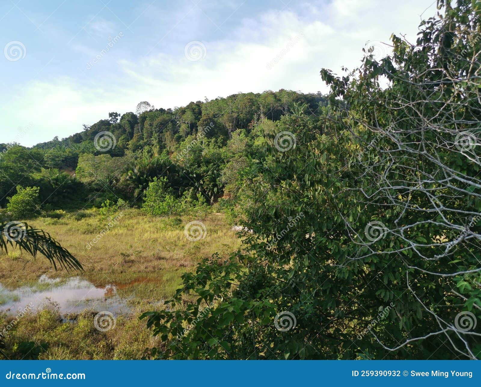 Wild Green Vegetation at the Uncultivated Land. Stock Photo - Image of ...