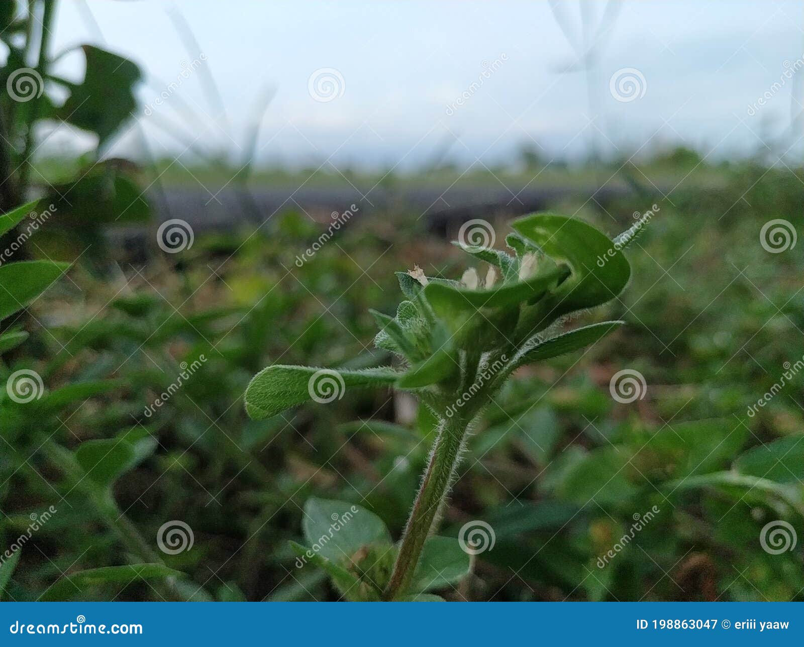 Wild Patches by the Roadside Stock Image - Image of prairie, wildflower ...