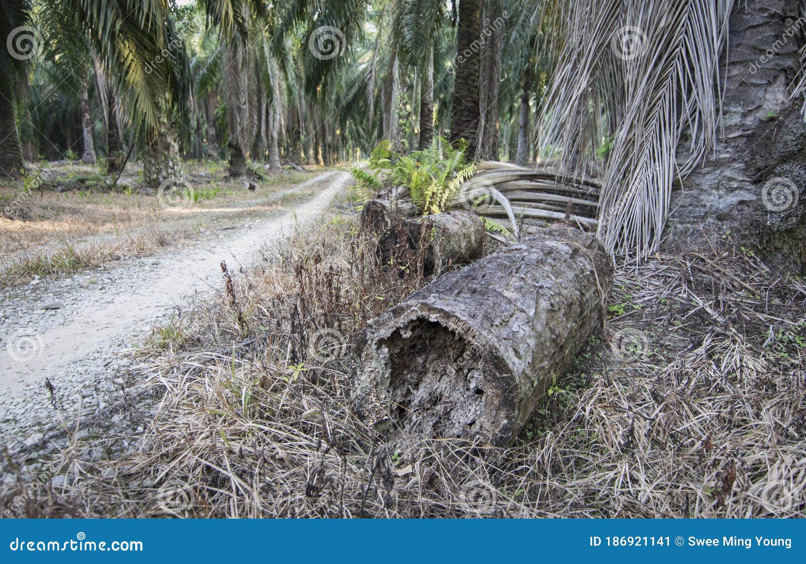 Wild Greenery Plants Sprouting from the Dead Tree Trunk Stock Image ...