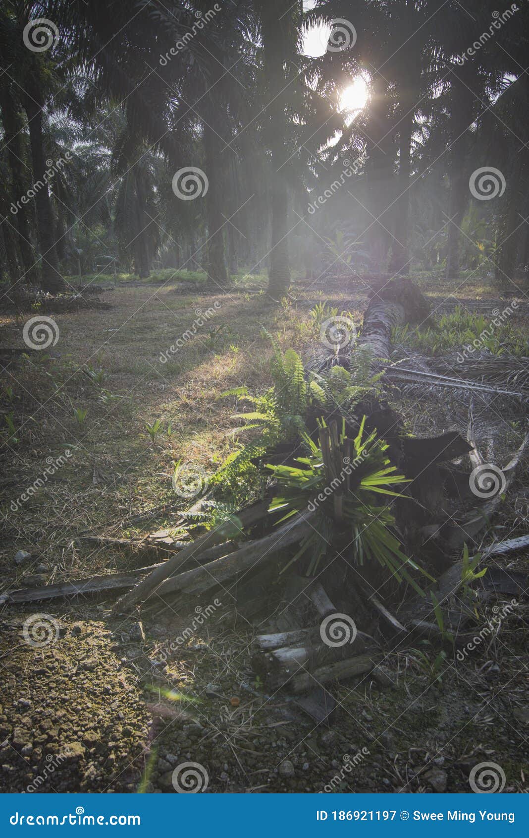 Wild Greenery Plants Sprouting from the Dead Tree Trunk Stock Image ...