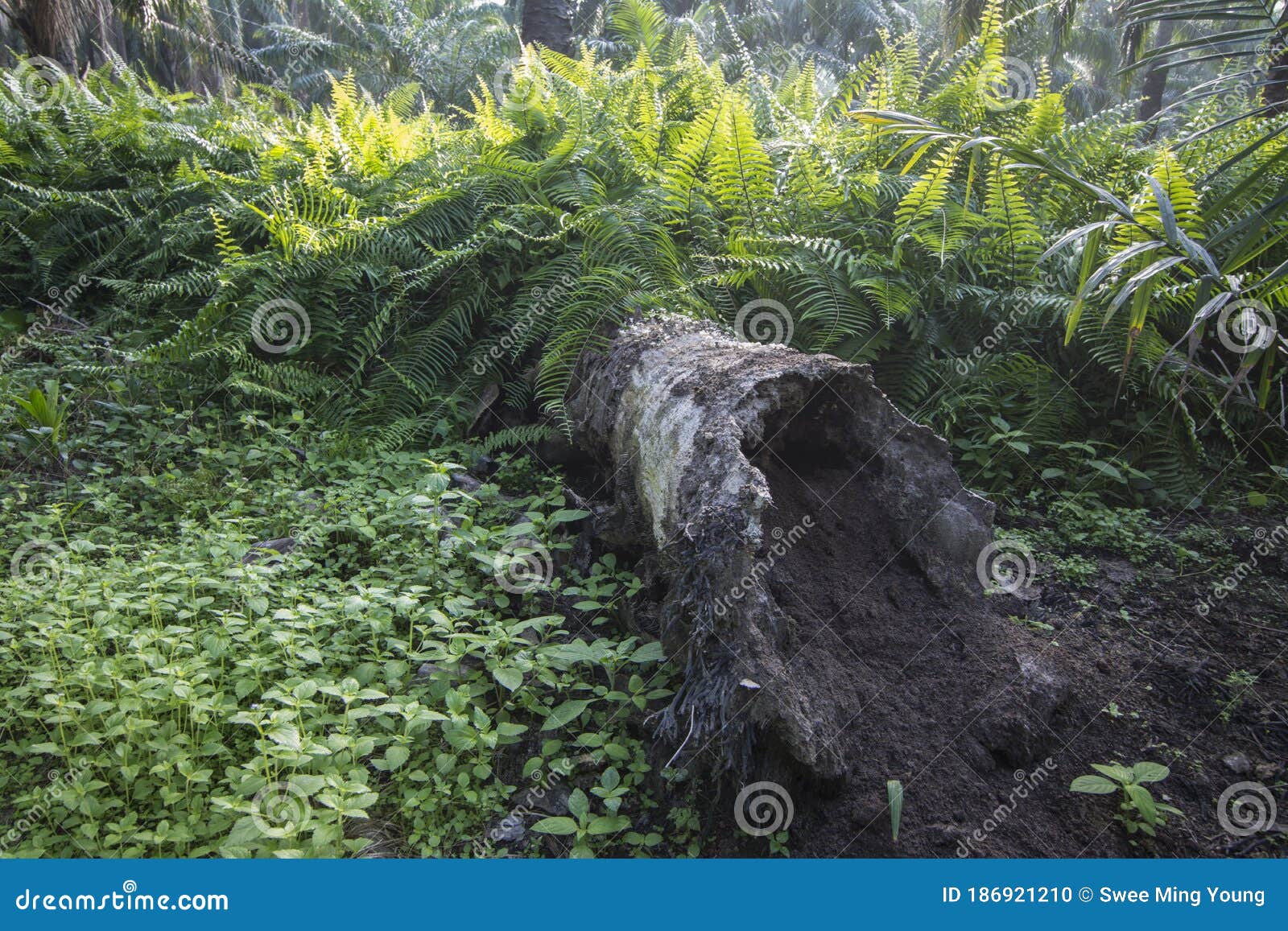 Wild Greenery Plants Sprouting from the Dead Tree Trunk Stock Photo ...