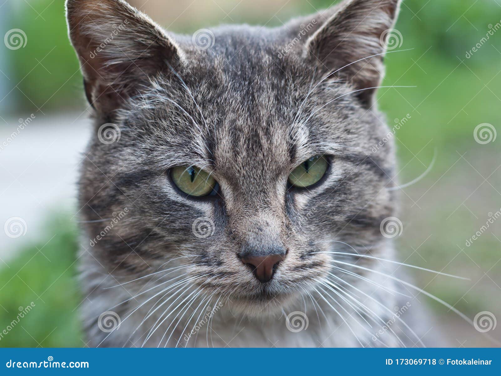 Wild grey cat stock photo. Image of eyes, hair, intensely - 173069718