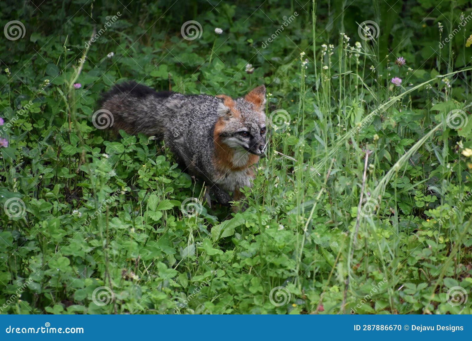 Wild Grey Fox in Tall Grass and Weeds Stock Photo - Image of nature ...