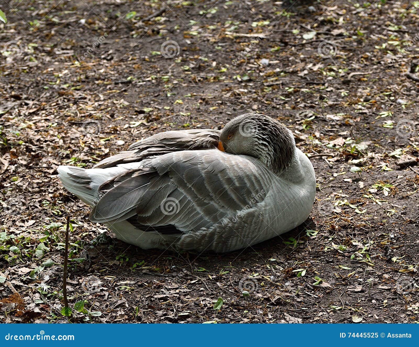 Wild Grey Goose Cleans Itself Stock Image - Image of behavior, closeup ...