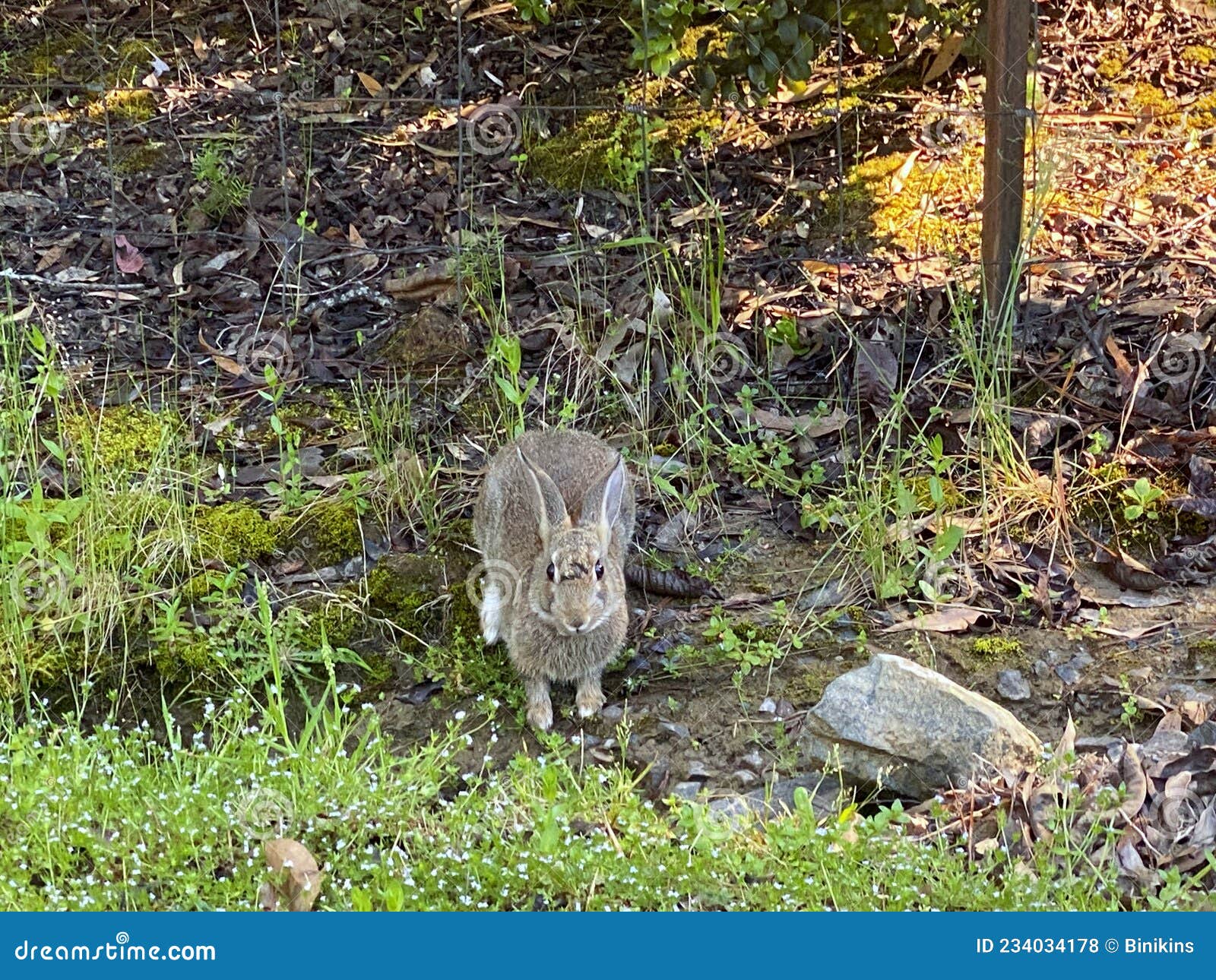 Wild Grey Rabbit on Grass stock photo. Image of rabbits - 234034178