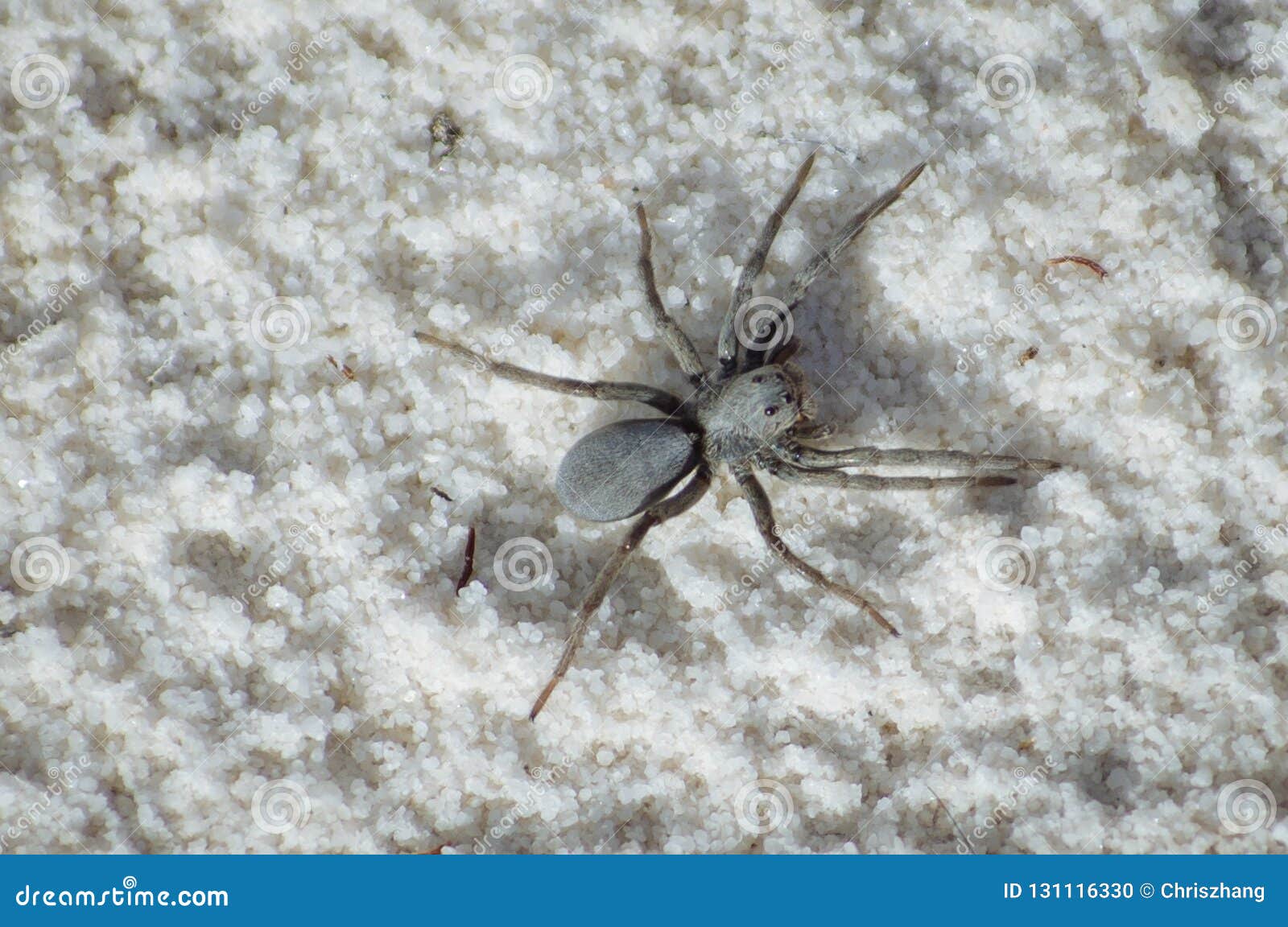 Wild Wolf Spider in White Sands National Monument Stock Photo - Image ...