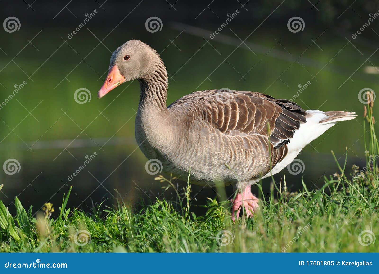 Wild greylag goose stock image. Image of cute, anatidae - 17601805