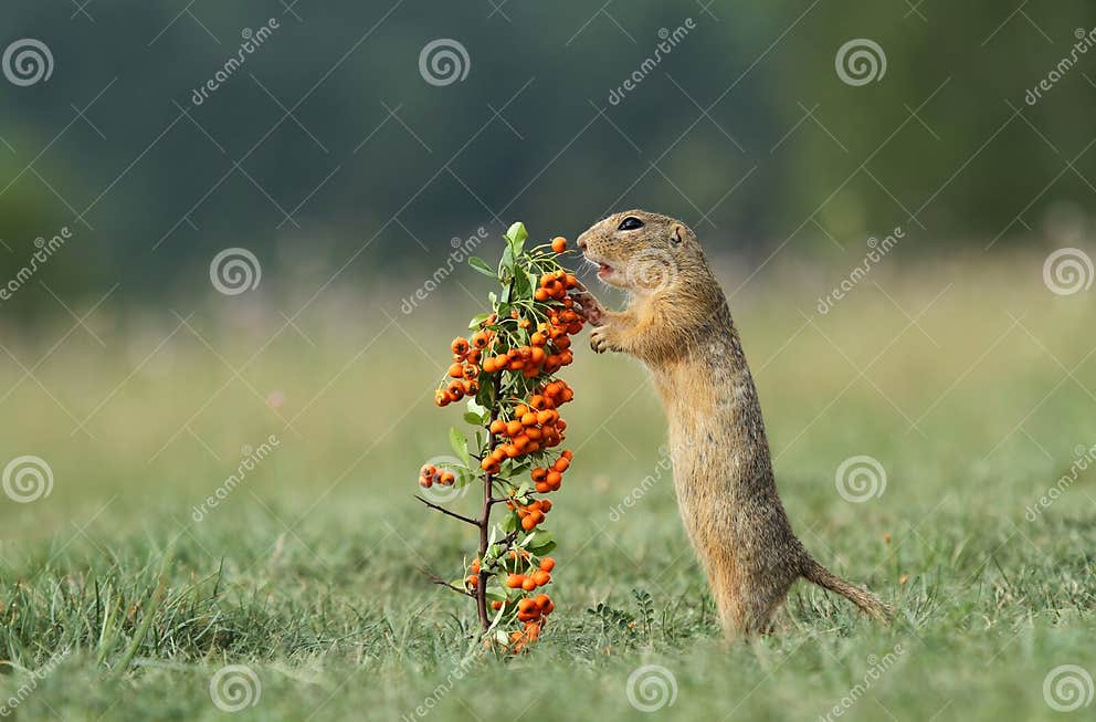 Wild ground squirrel stock image. Image of stand, natural - 26495645